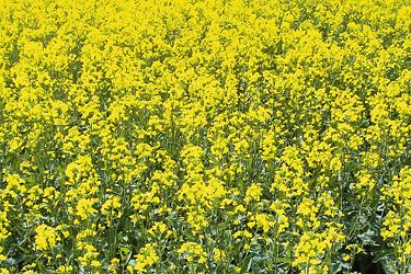 Präzise in der Rapssaat